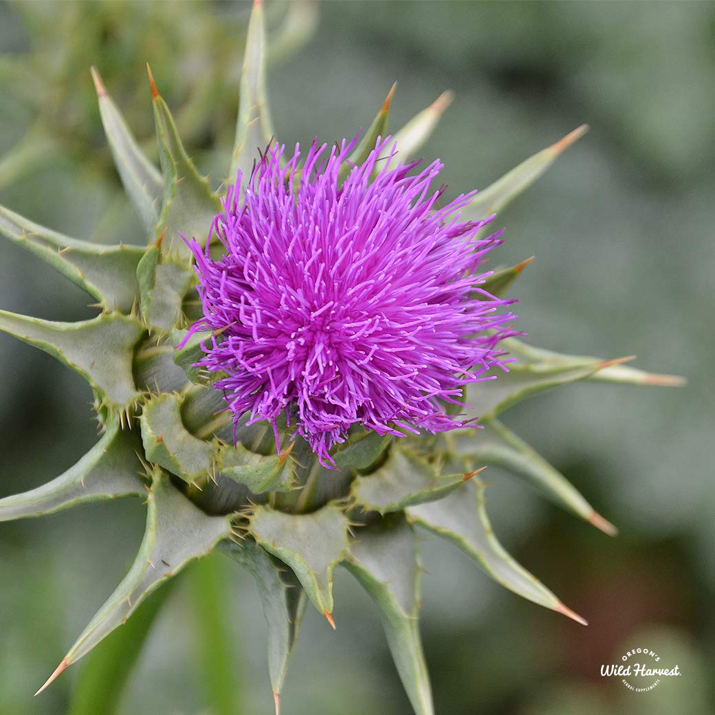 Oregon's Wild Harvest milk thistle