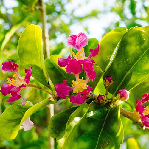 organic acerola powder immune support