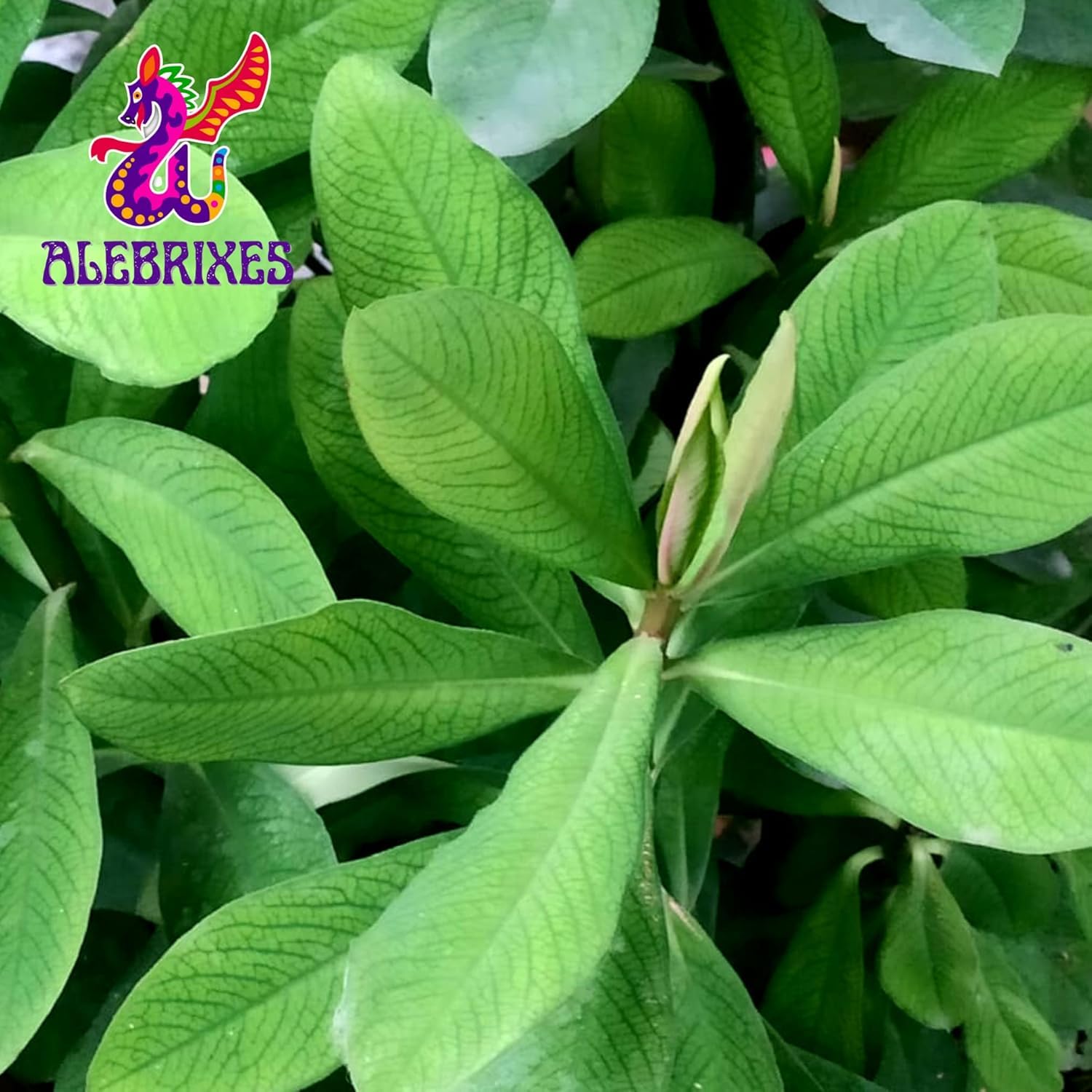Organic Alebrixes Moronel tea blend