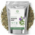 organic alfalfa leaf tea benefits