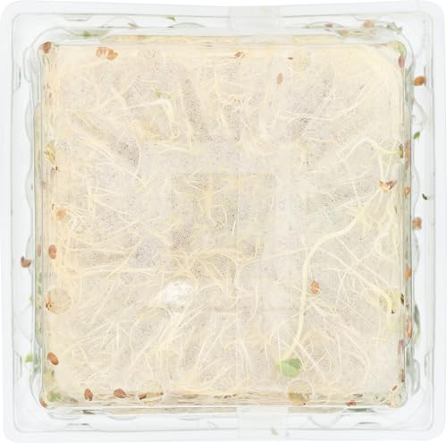 organic alfalfa sprouts for snacking