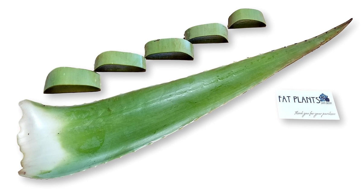 Organic aloe vera leaf for health