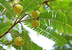 organic amla powder for smoothies