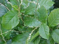 Organic Anamu Leaves Herbal Tea Benefits