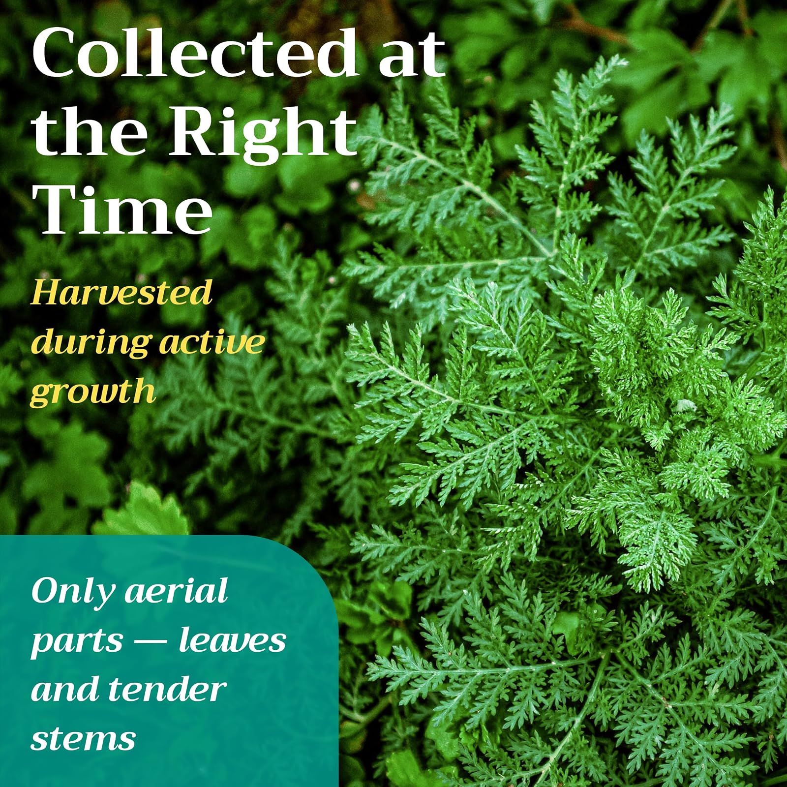 Organic Artemisia Annua tea leaves