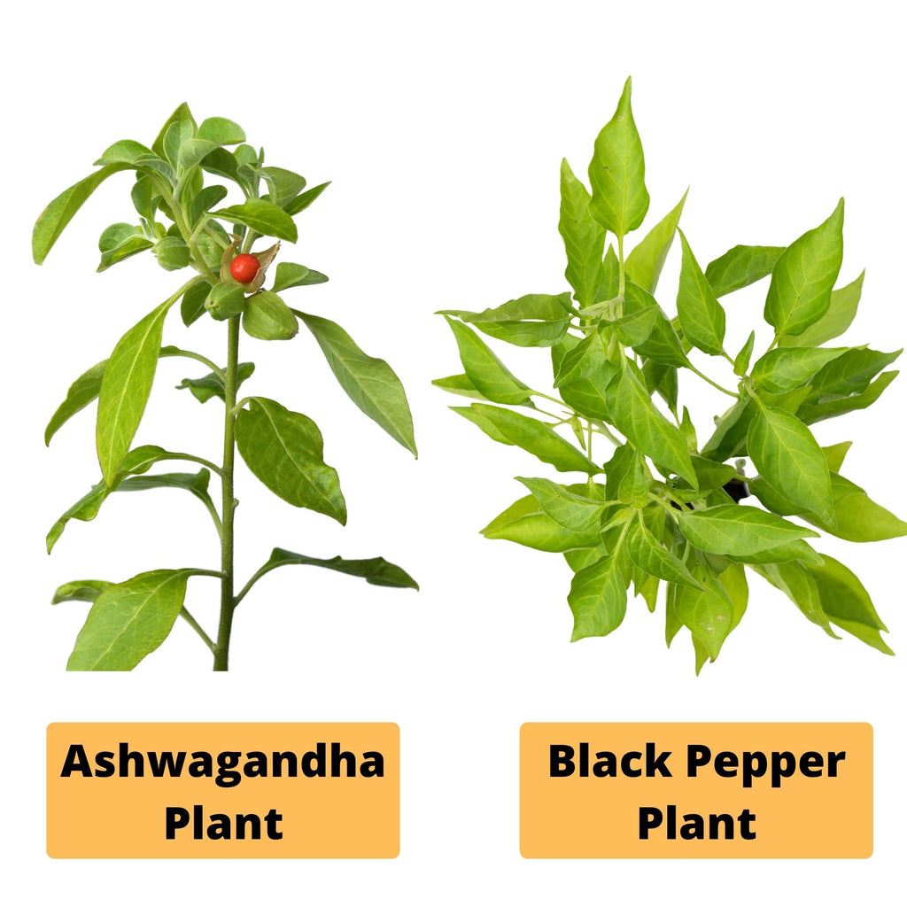organic ashwagandha for hormonal balance