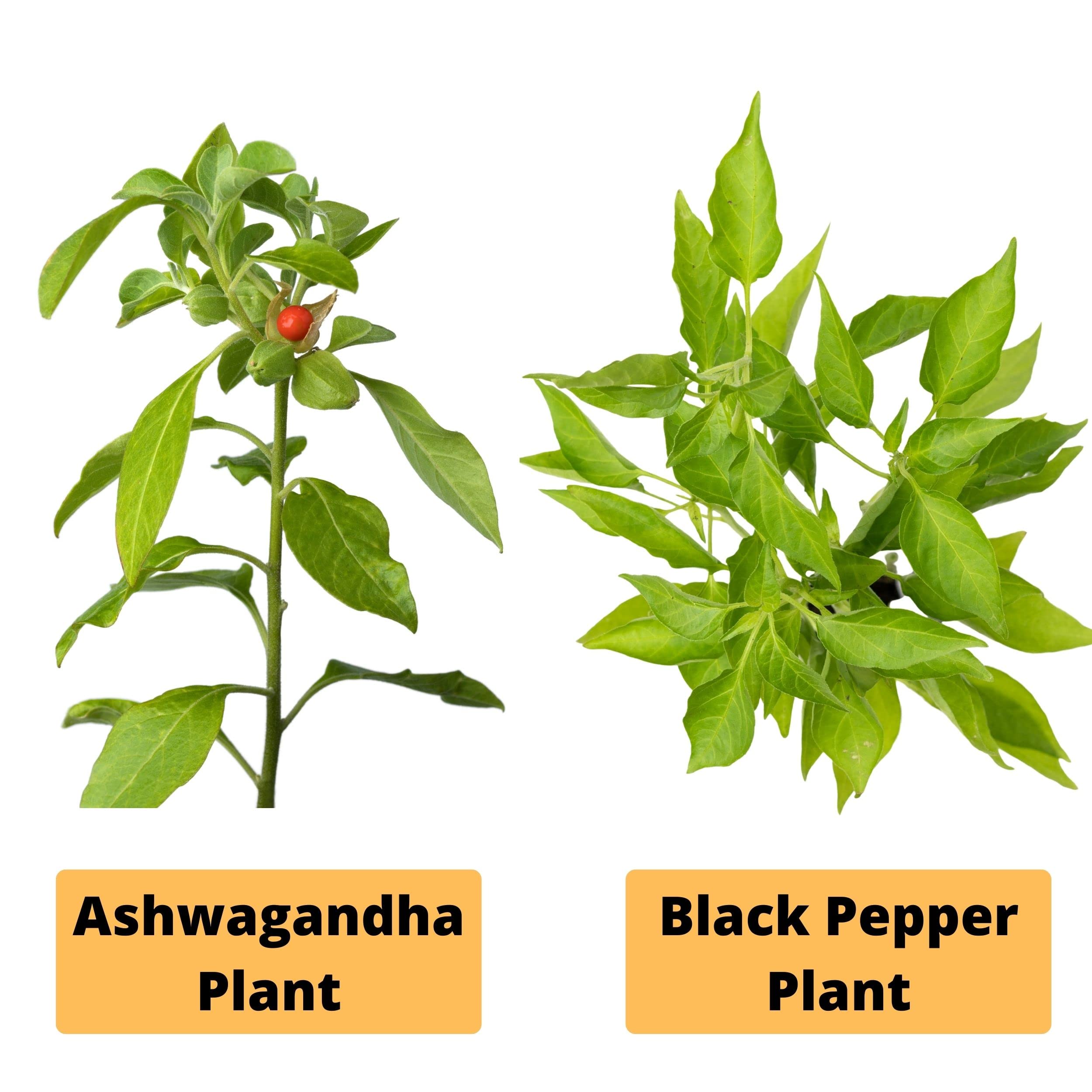 organic ashwagandha for hormonal balance
