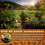 organic Ashwagandha herbal infusion