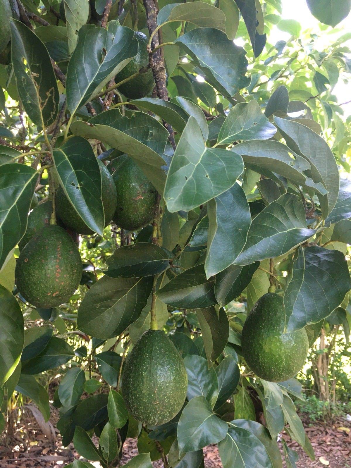 organic avocado leaves for tea