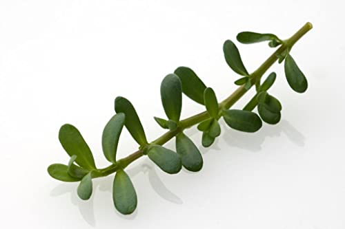 organic bacopa powder for daily energy