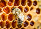 organic bee propolis for wellness