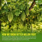 organic bitter melon tea powder