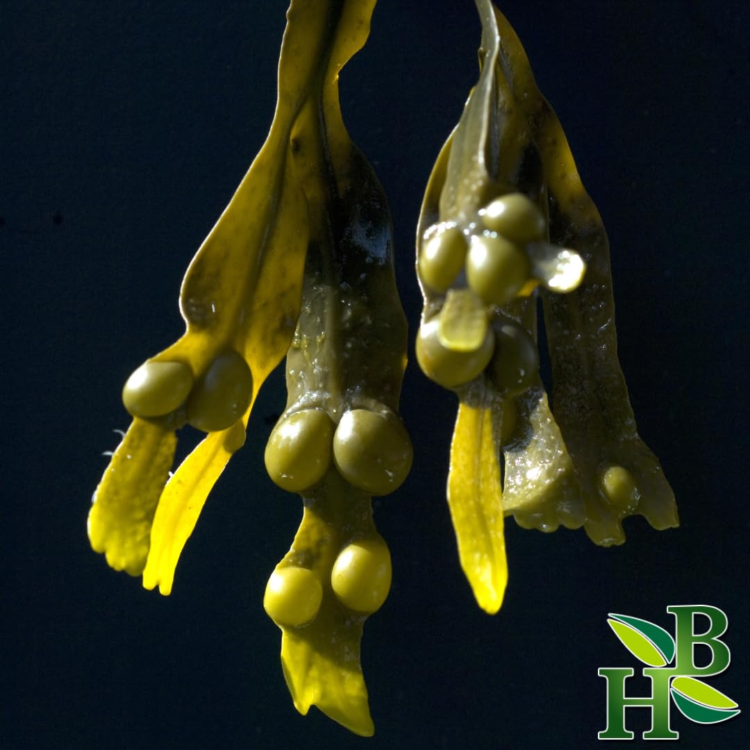 Organic bladderwrack powder for health