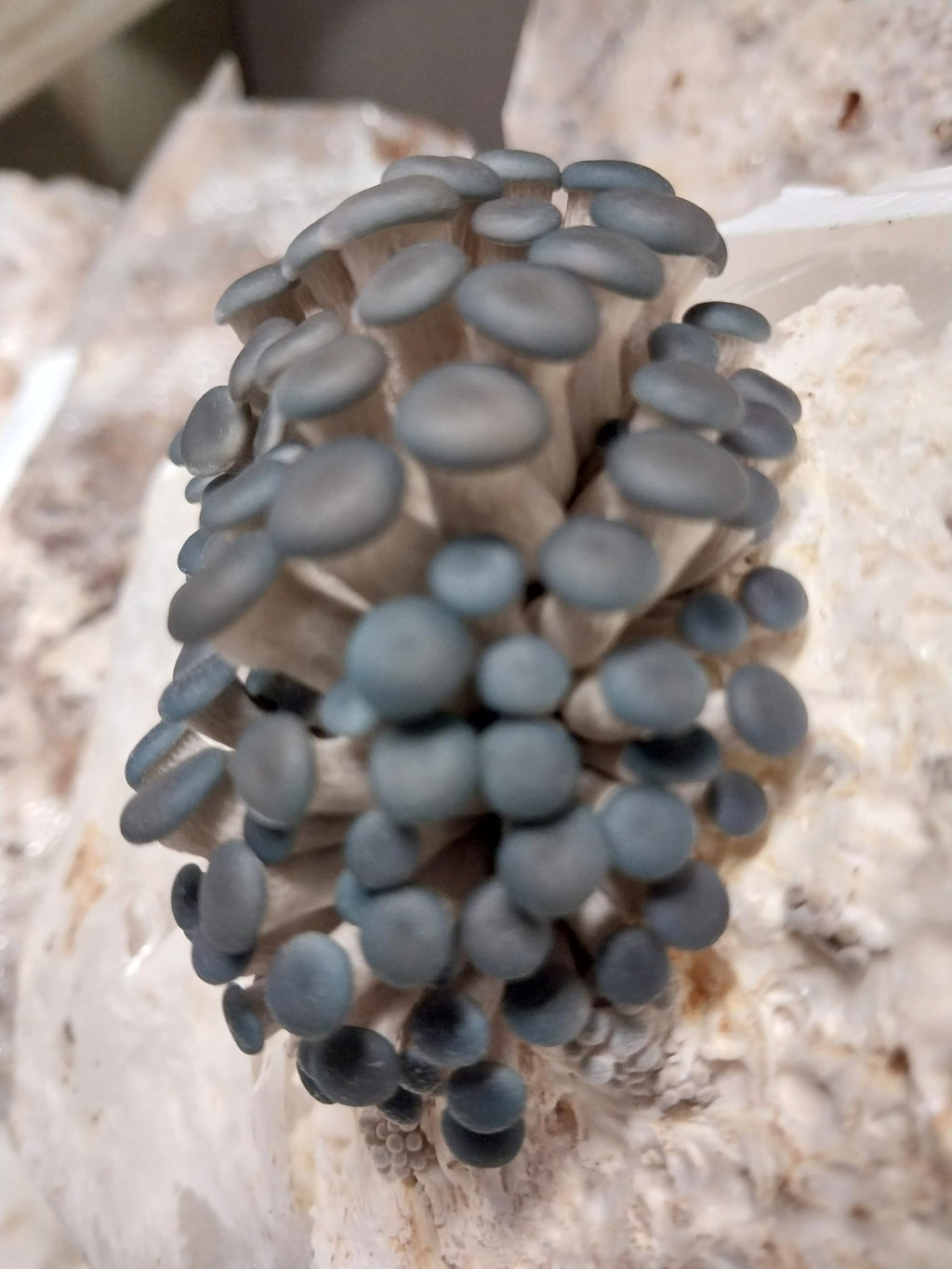 organic blue oyster mushroom culture