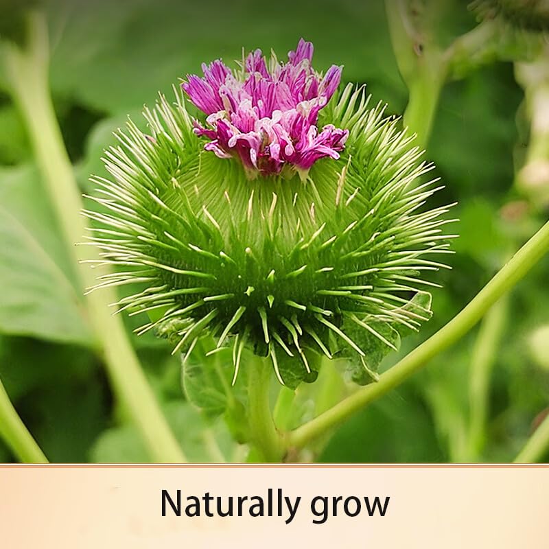 Organic burdock root tea blend