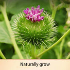 Organic burdock root tea blend