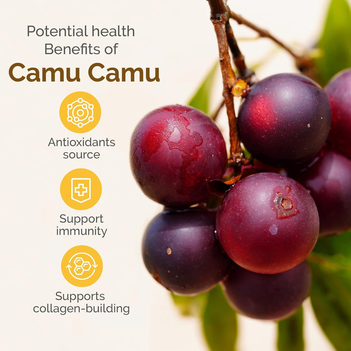 Organic Camu Camu powder for smoothies