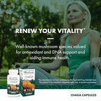 organic chaga extract for vitality