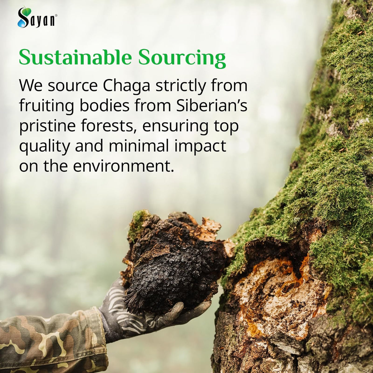 organic chaga mushroom for vitality