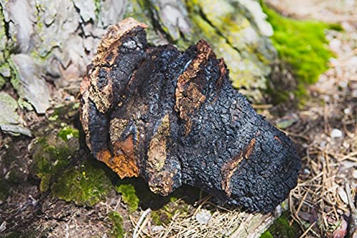 organic chaga mushrooms for wellness