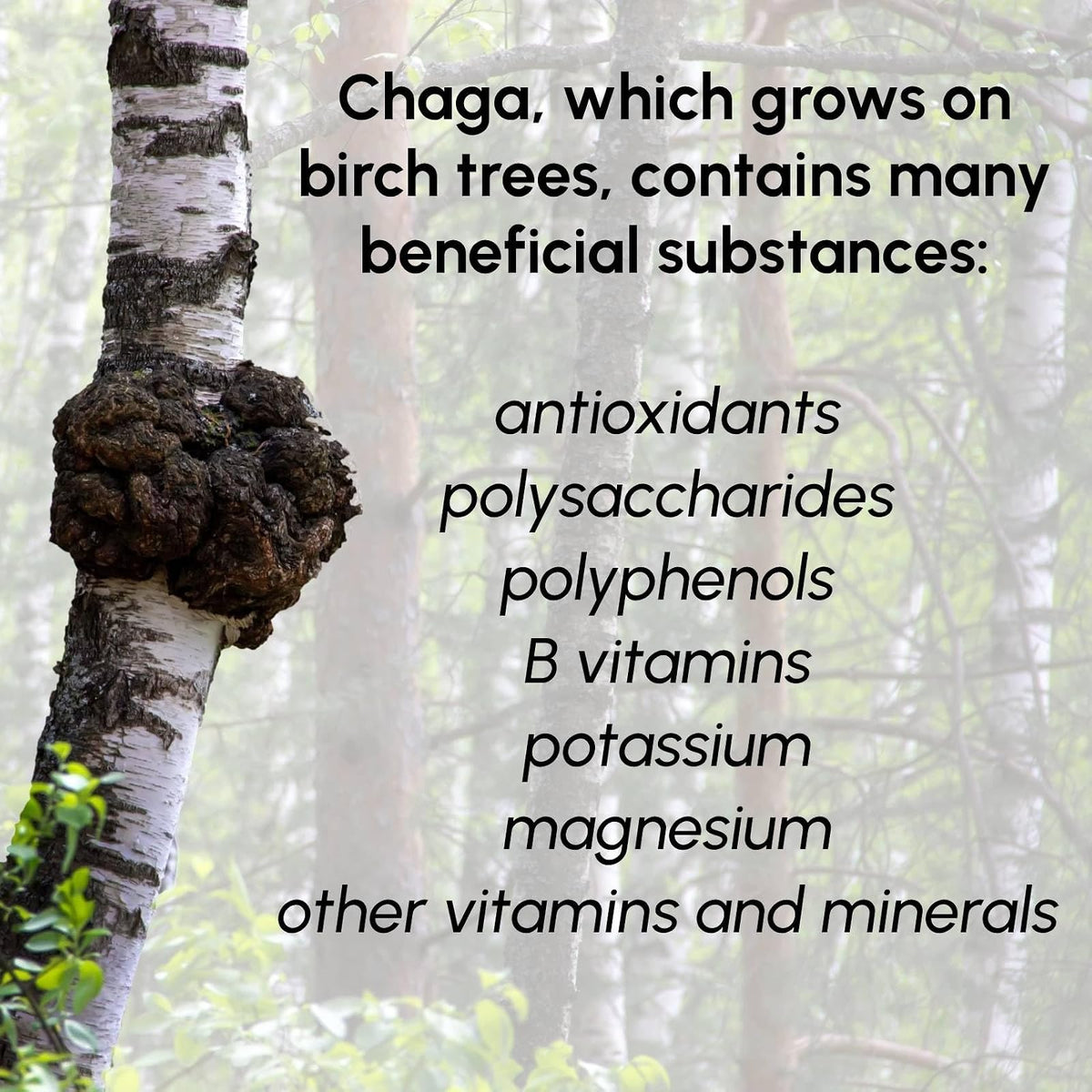 Organic chaga powder for wellness