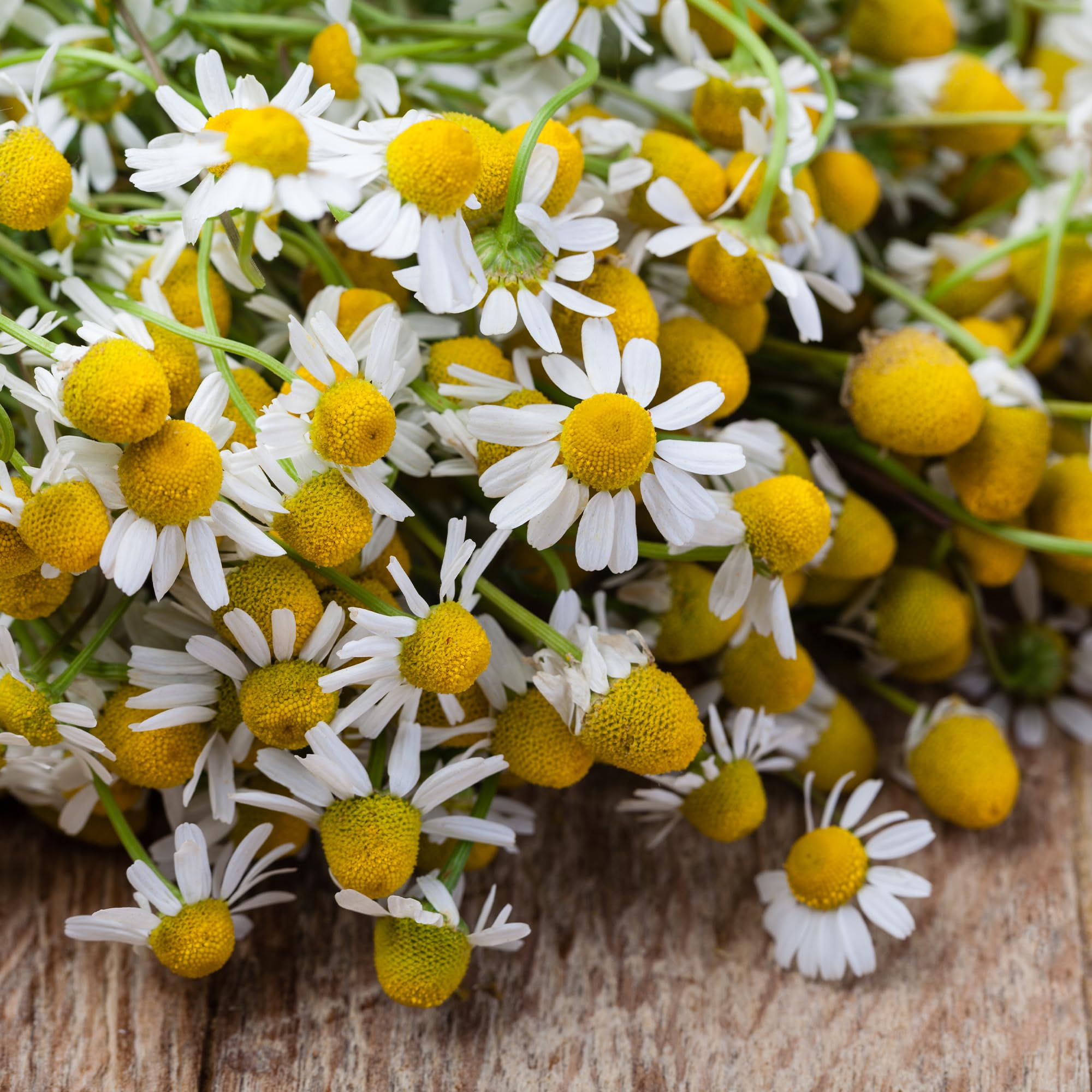organic chamomile for digestive health