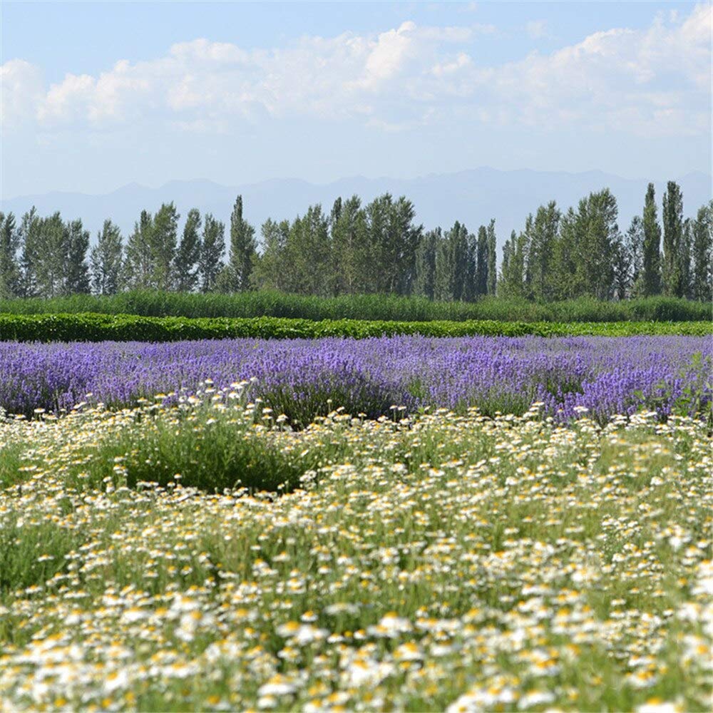 organic chamomile for DIY skincare