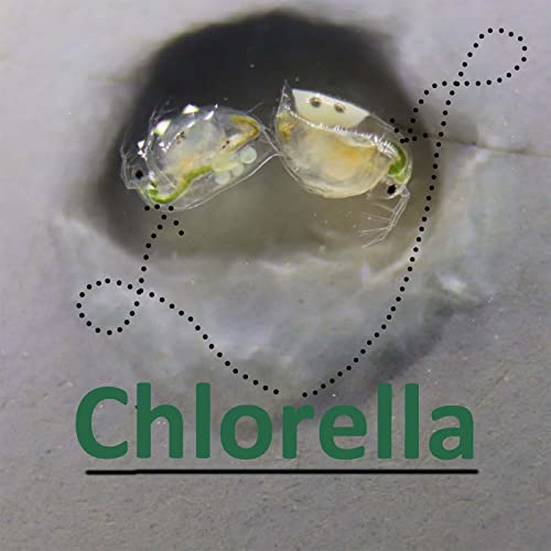 organic chlorella for fish feed