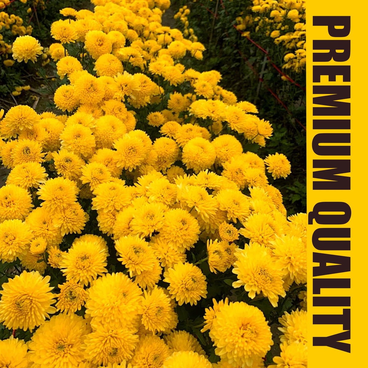 organic chrysanthemum tea for wellness