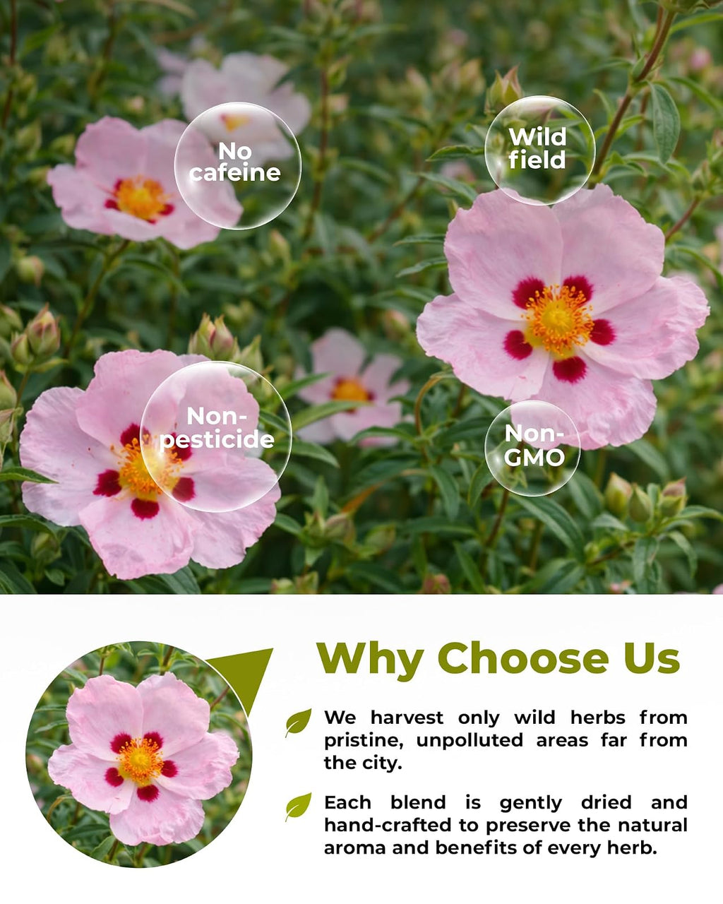 organic Cistus Incanus herbal tea