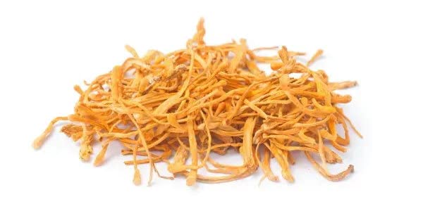 organic cordyceps for immune support