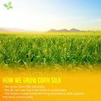 organic corn silk tea benefits