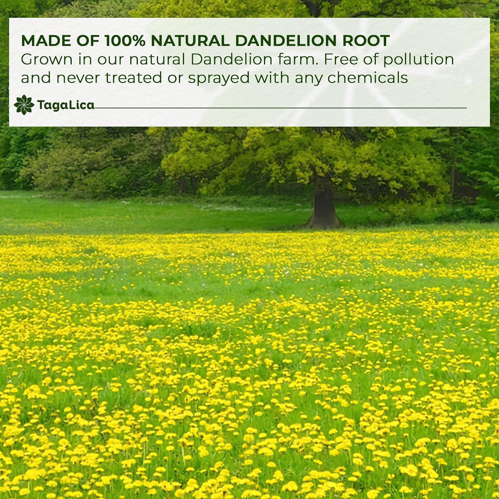 organic dandelion root for detox
