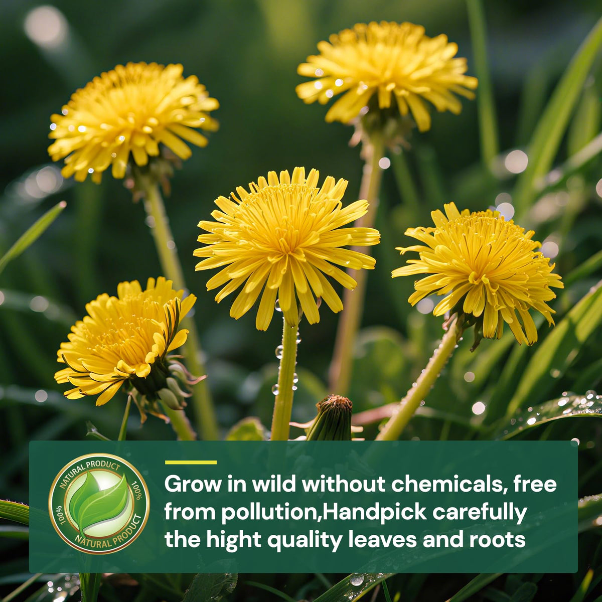 Organic dandelion root herbal infusion