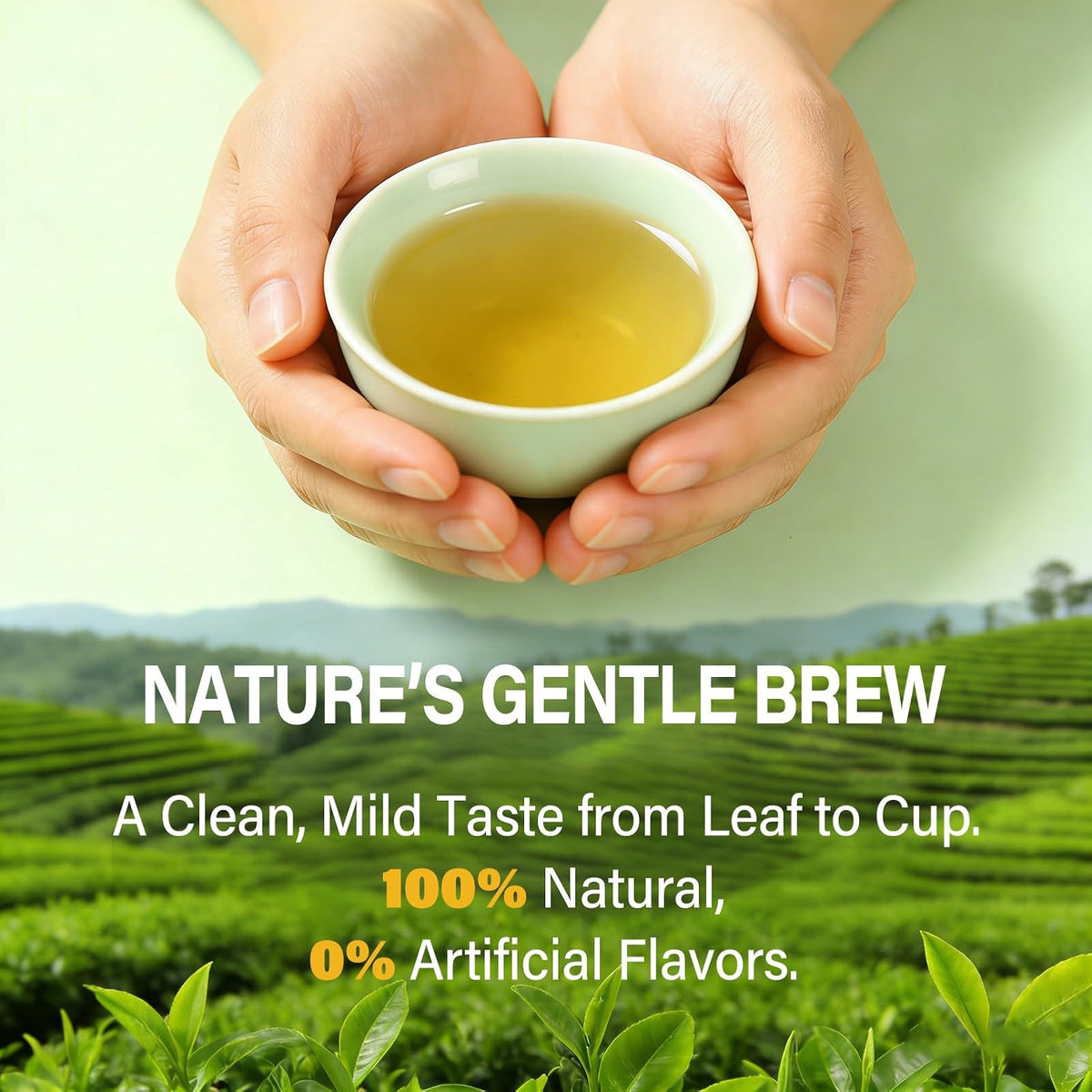 organic dandelion root tea bags