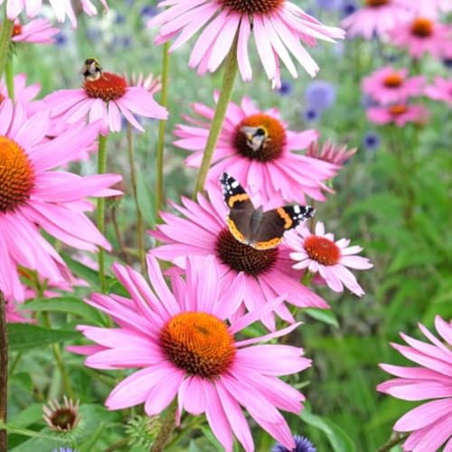organic echinacea for daily use