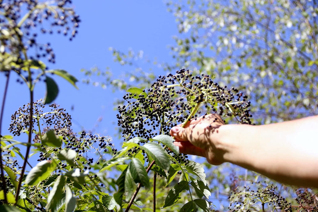 organic elderberry elixir for cold relief