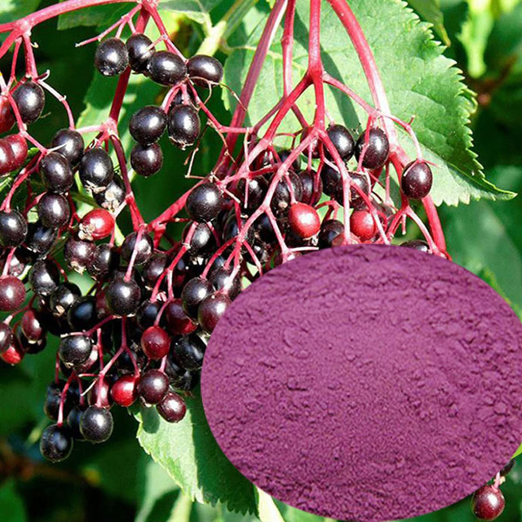 organic elderberry for wellness