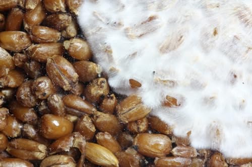organic enoki mushroom mycelium culture
