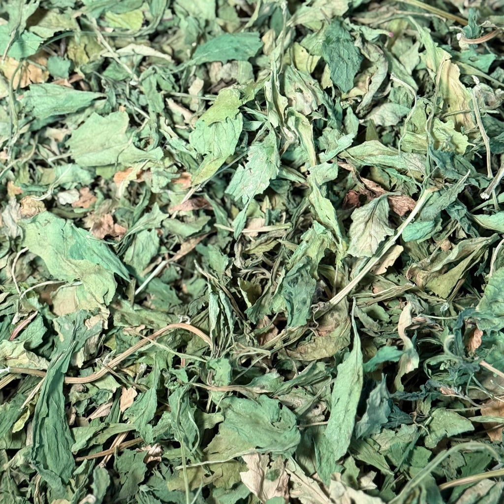 Organic epazote herbal infusion recipe