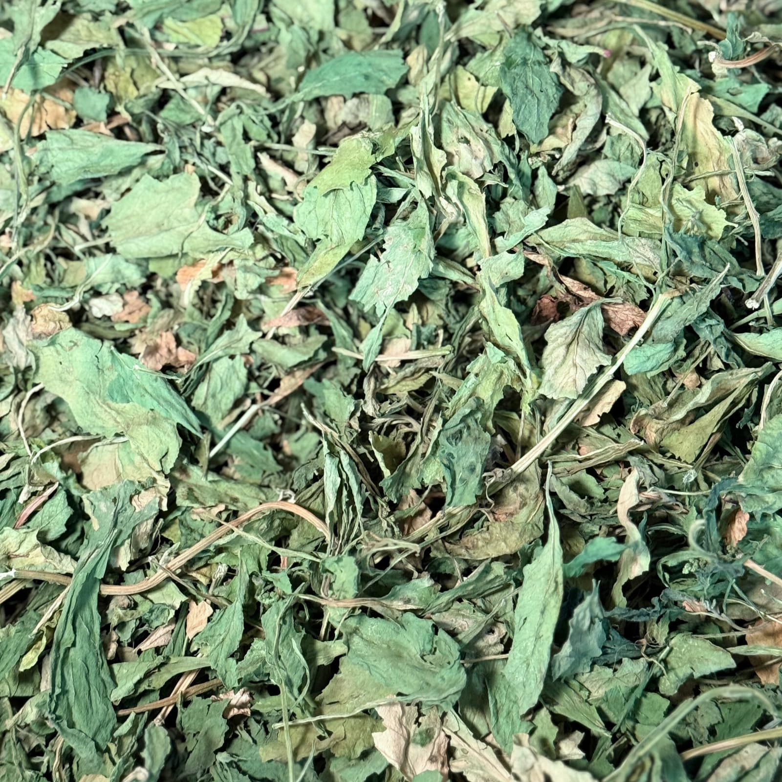 Organic epazote herbal infusion recipe