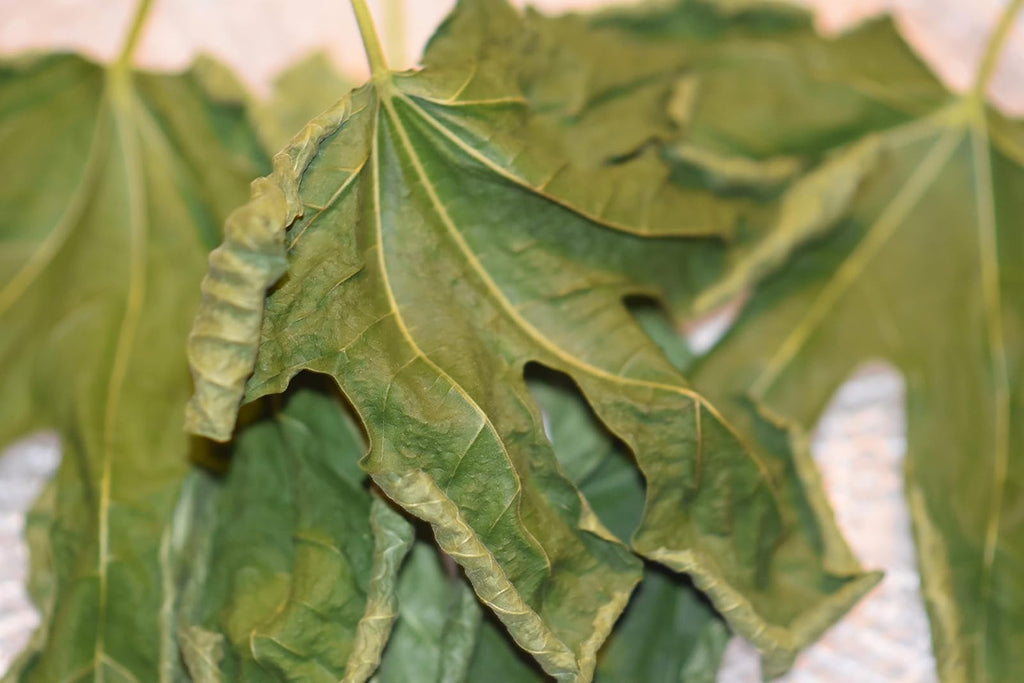 Organic fig leaves tea benefits