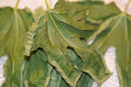 Organic fig leaves tea benefits