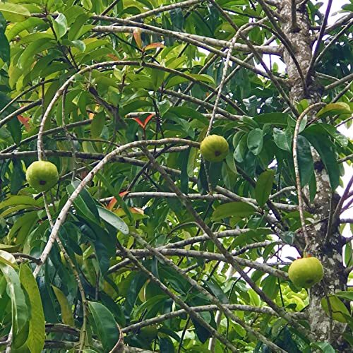 organic garcinia cambogia for wellness