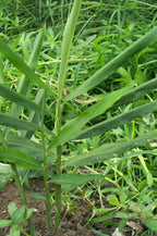 organic ginger tea ingredients