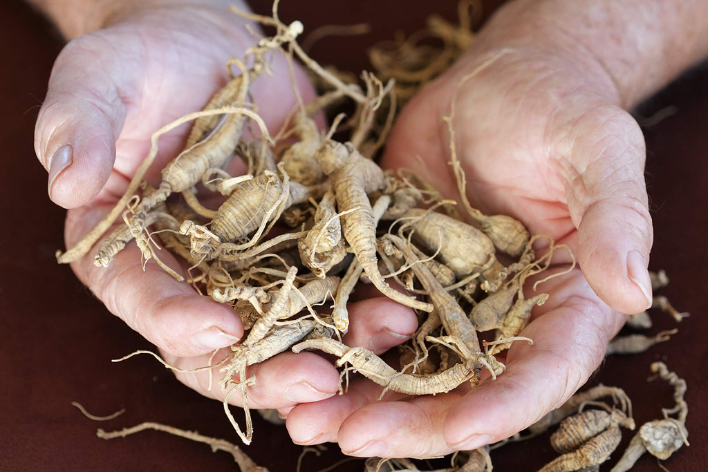 organic ginseng root cut tea