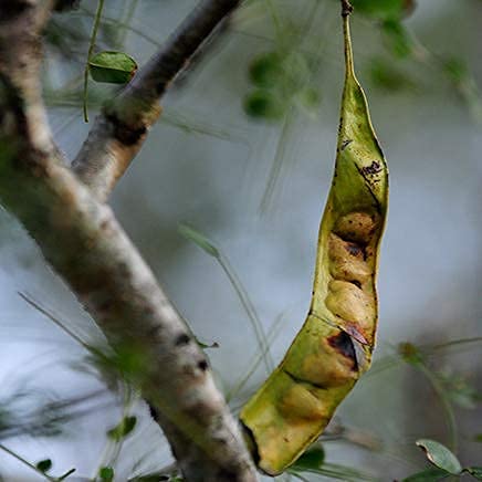 Organic Gleditsia Sinensis seeds for tea