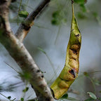 Organic Gleditsia Sinensis seeds for tea