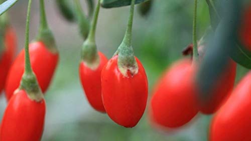 organic goji berry powder uses