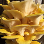 Organic Golden Oyster mushroom liquid culture